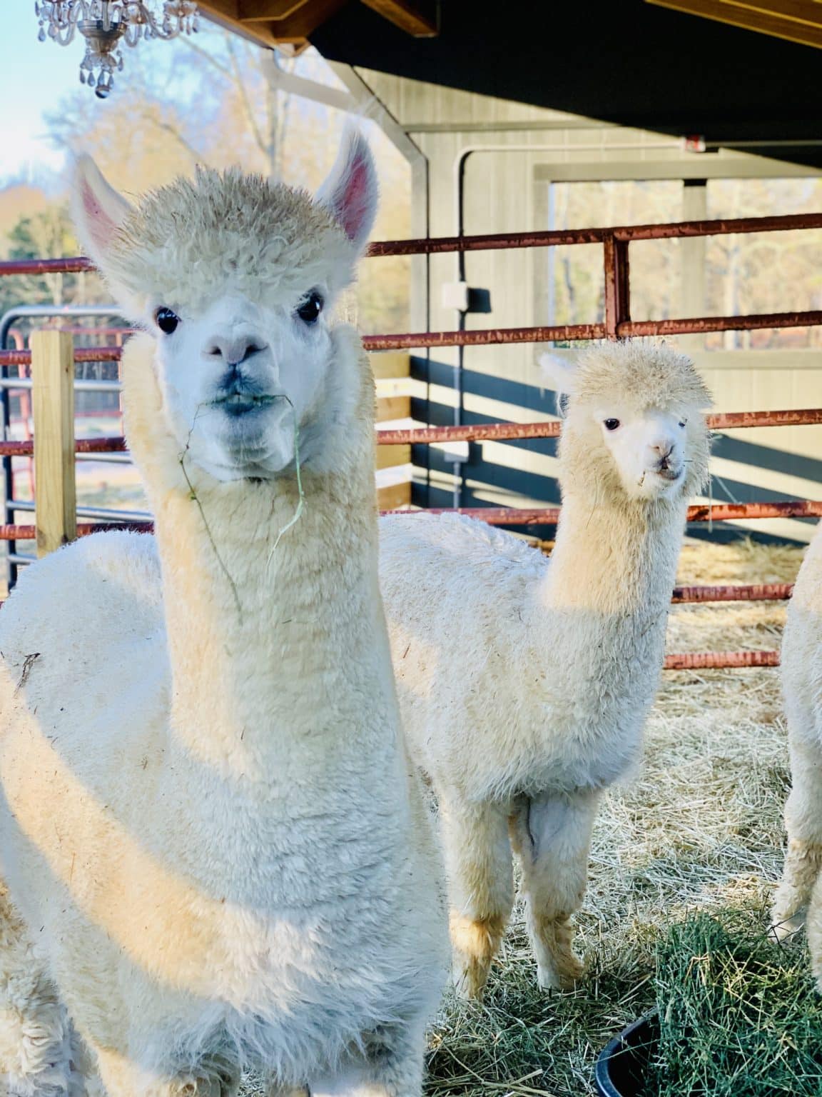 Crandall Bowles Children’s Farm Grand Opening | Anne Springs Close Greenway