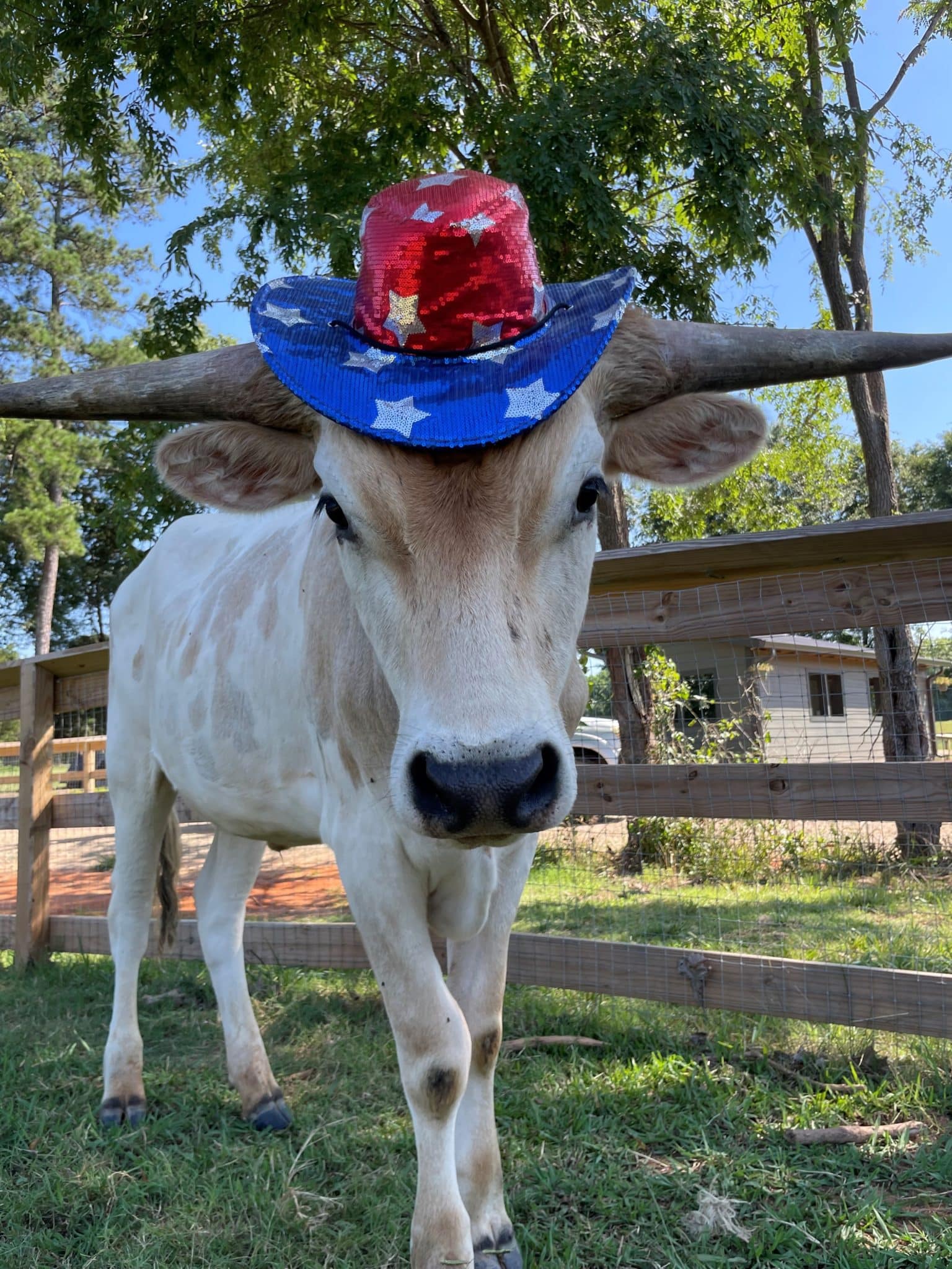 Family Farm Day: Fourth on the Farm | Anne Springs Close Greenway