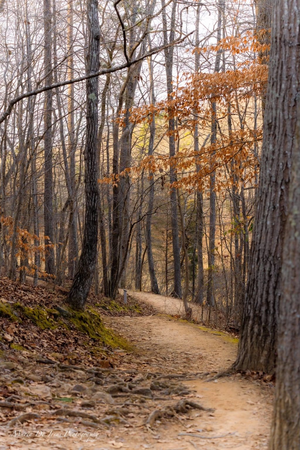 No Leaves, No Problem: Winter Tree Identification | Anne Springs Close ...