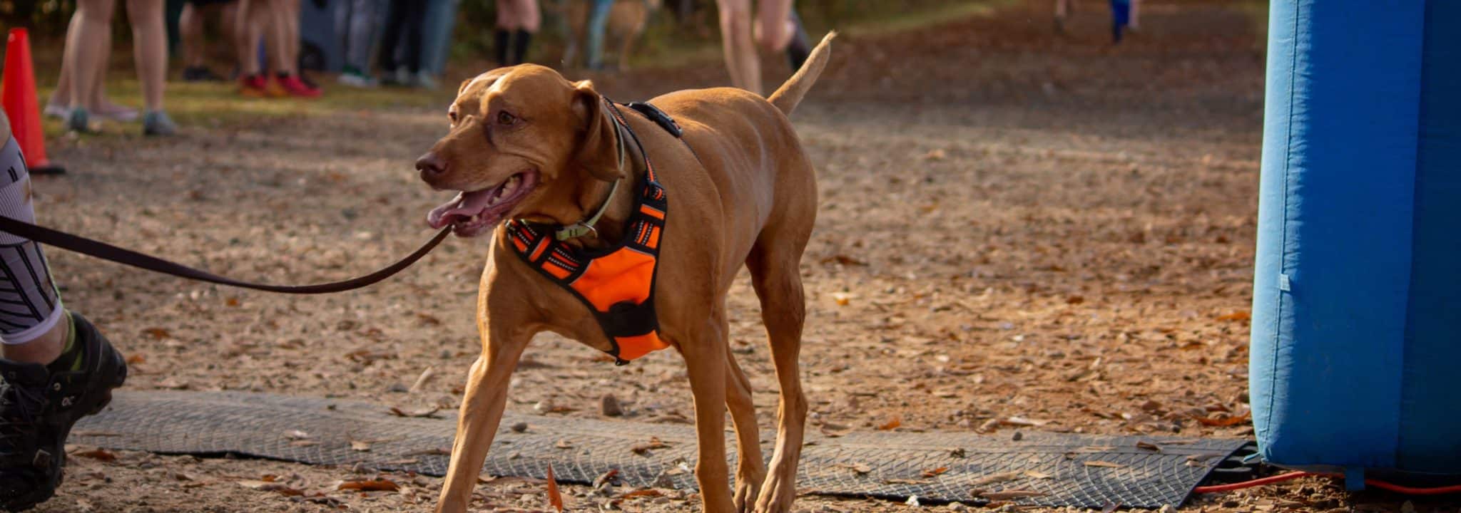 Smtr22 001 | Anne Springs Close Greenway