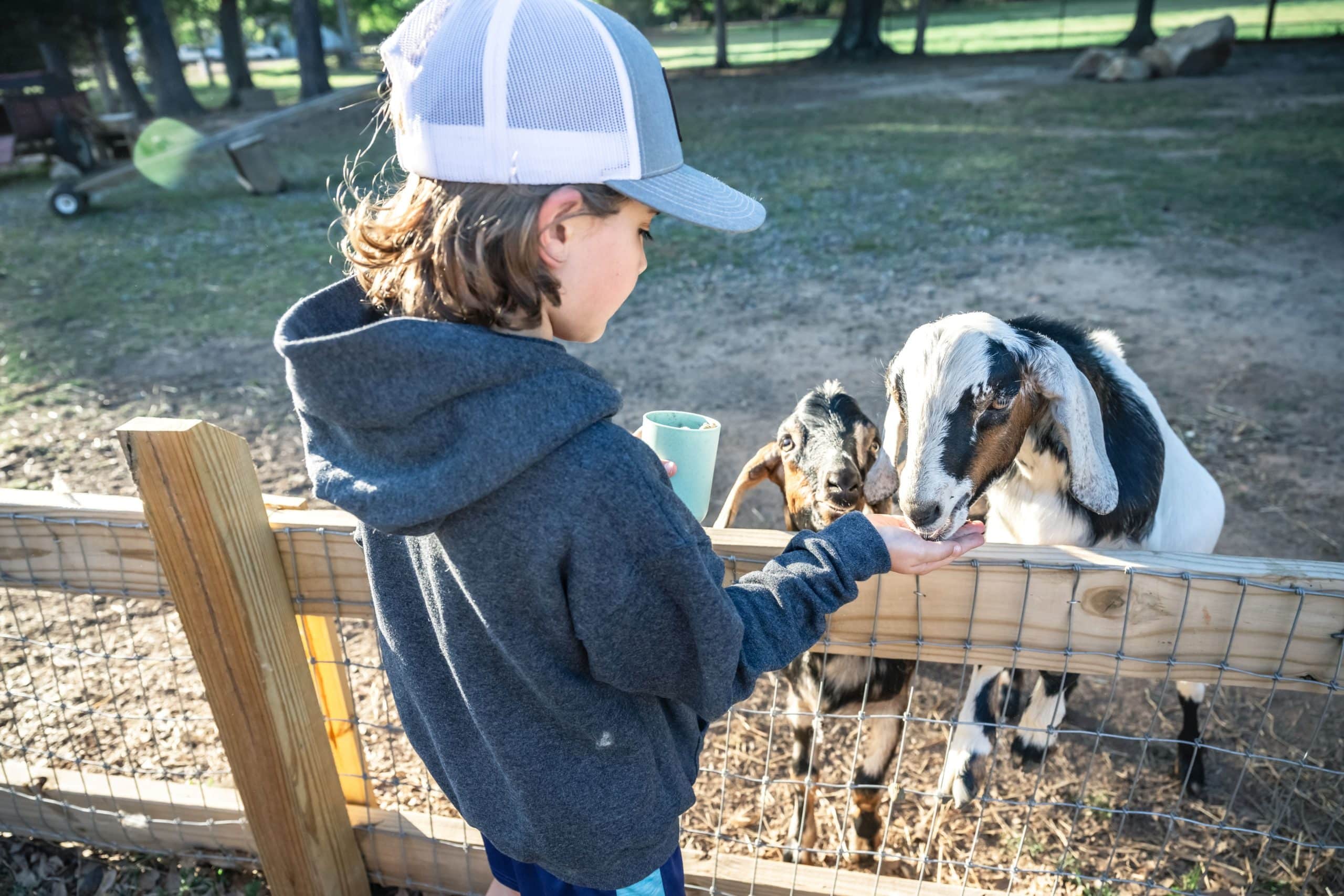 February Break Camp at the Children’s Farm | Anne Springs Close Greenway