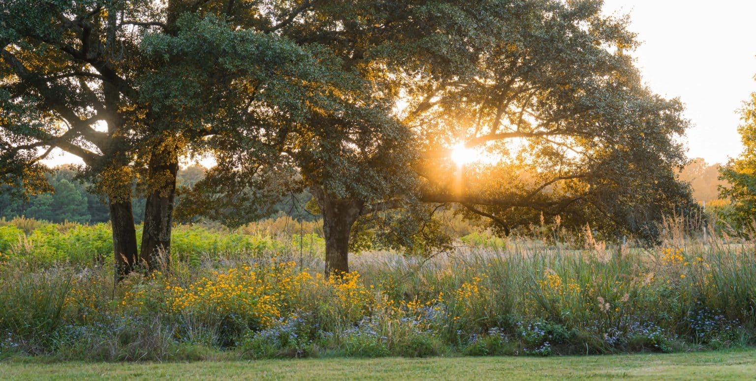 Maria De Jesus Photography 32183 | Anne Springs Close Greenway