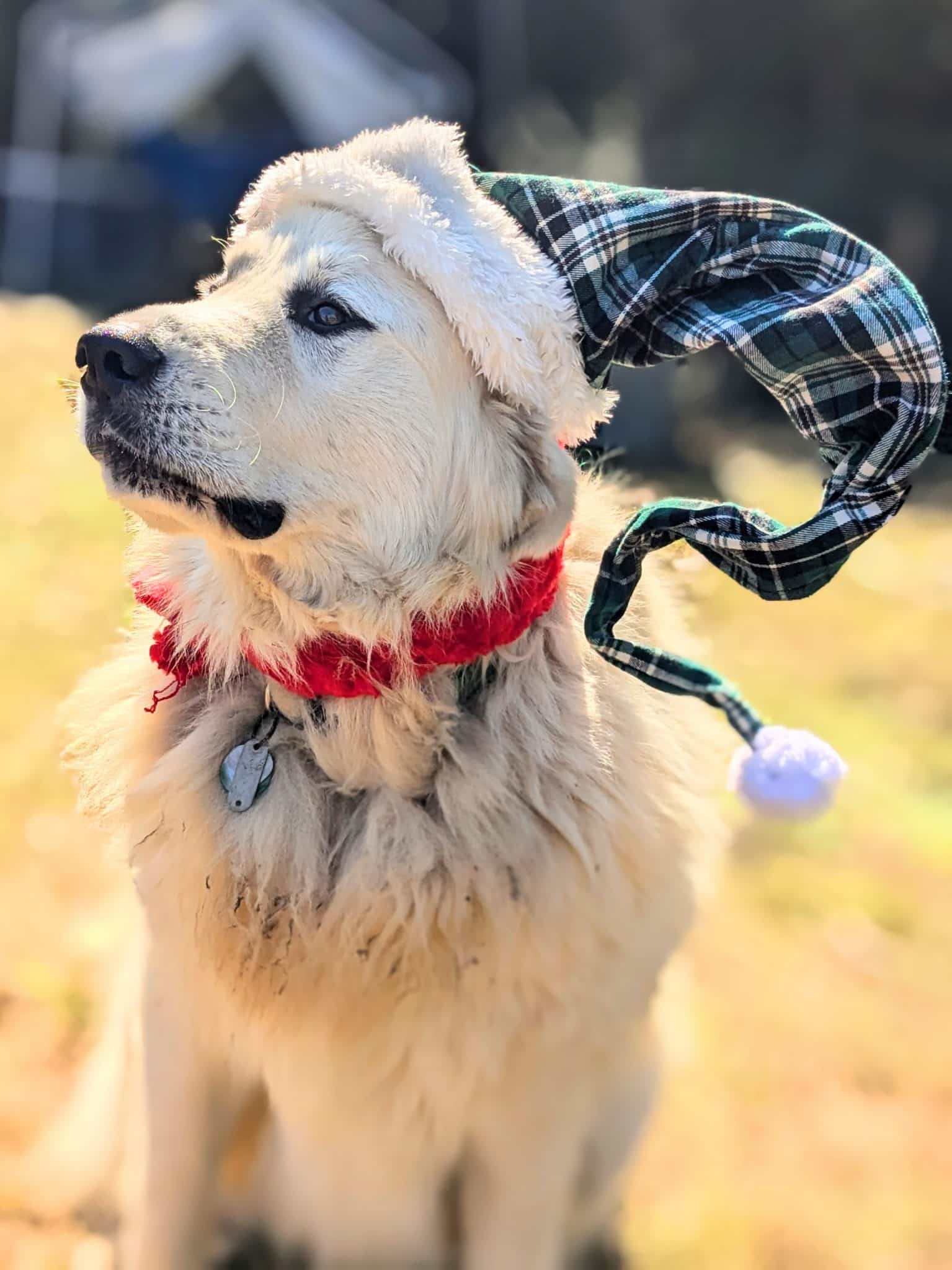 Holiday Family Farm Day | Anne Springs Close Greenway